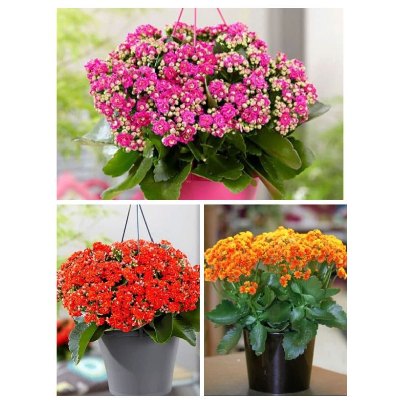Jual Paket 3 jenis tanaman bunga cocor bebek pink - merah - kuning ...