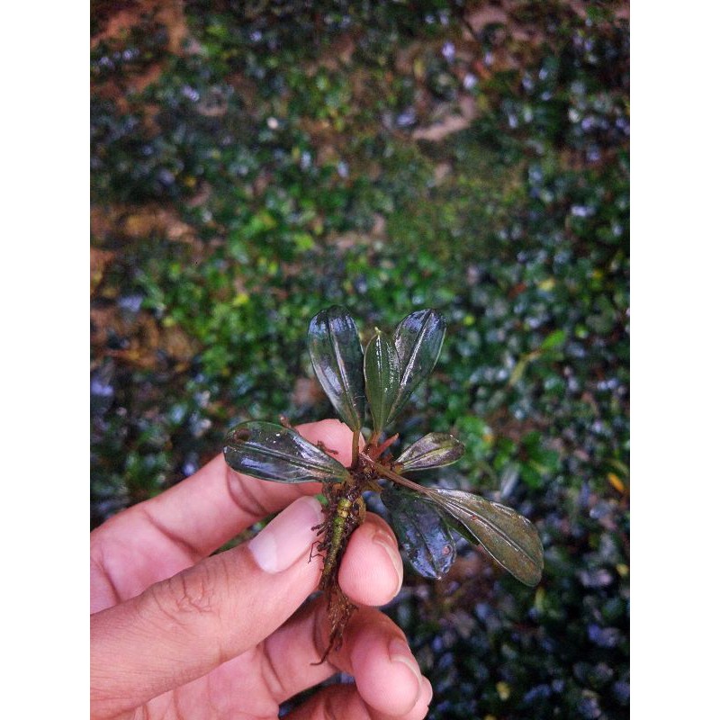 Bucephalandra Buce Pink Lady | Shopee Indonesia