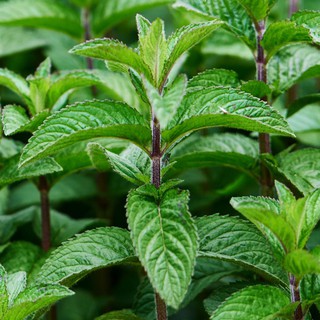 Jual Biji Herb Mint Spearmint - Bibit Tanaman Herb Mint - Benih Daun ...