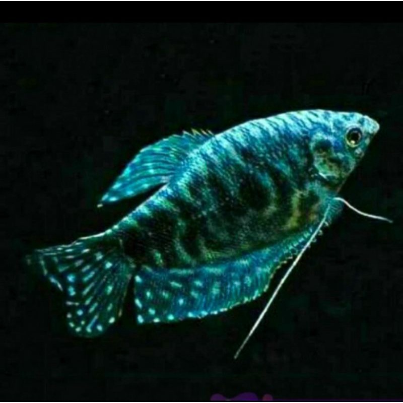 Jual ikan hias air tawar sepat biru ikan sepat biru | Shopee Indonesia