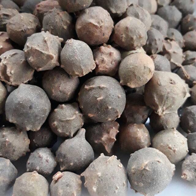 Jual Kedai 100 Gram Buah Manjakani Herbal Quercus Infectoria Majuphul ...