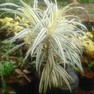 Jual Tanaman Suji Belut Putih Pohon Suji Belut Varigata | Shopee Indonesia