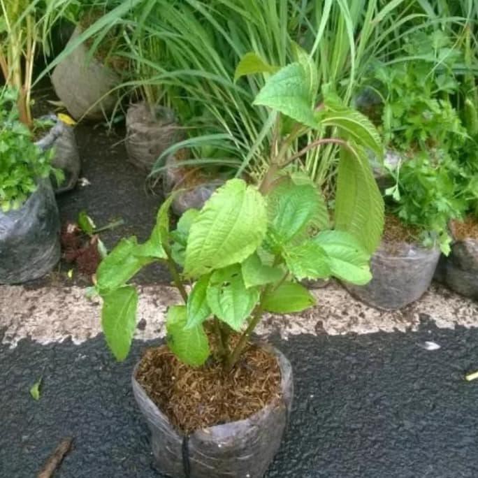 Jual BIBIT TANAMAN DAUN POHPOHAN/POHON DAUN POHPOHAN UNTUK LALAPAN ...