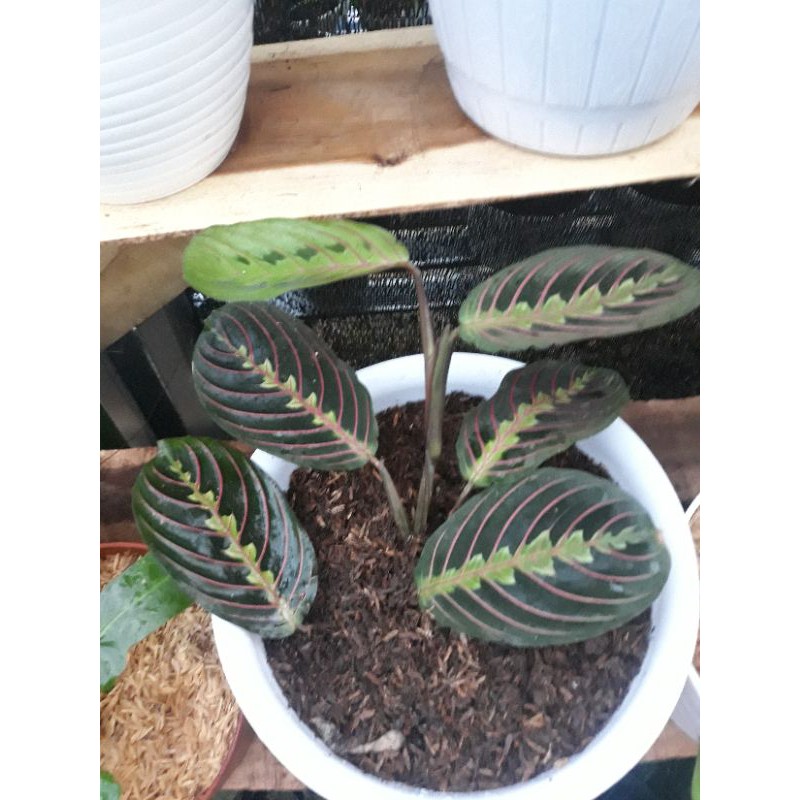 Jual marantha leucenoura calathea kepiting calathea striped pink REAL ...