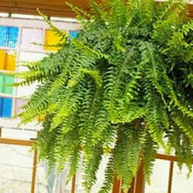 48+ Gambar Tanaman Pakis Boston Kekinian - Informasi Seputar Tanaman Hias