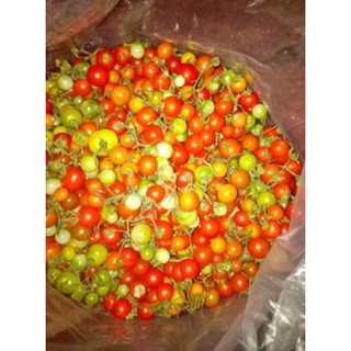 Jual Buah Rampai Rempai Tomat Kecil Segar Khas Lampung 500gram | Shopee ...