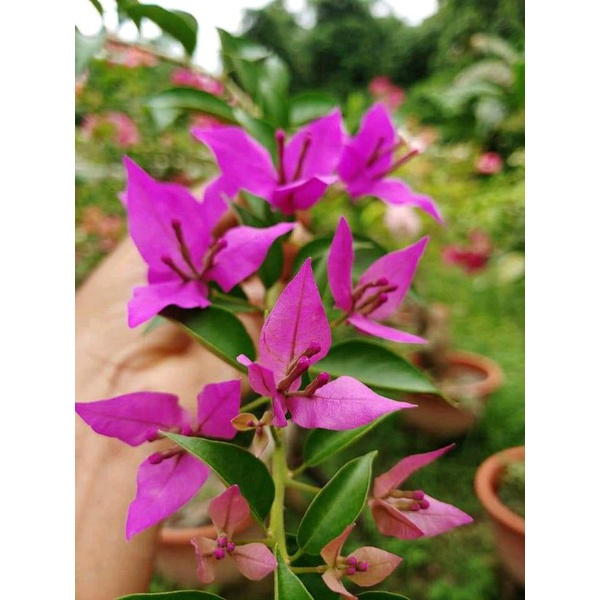 Jual Bougenville Mikro Ungu Ori Shopee Indonesia