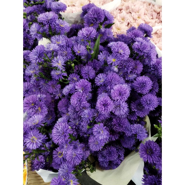 Jual bunga pikok ungu | Shopee Indonesia