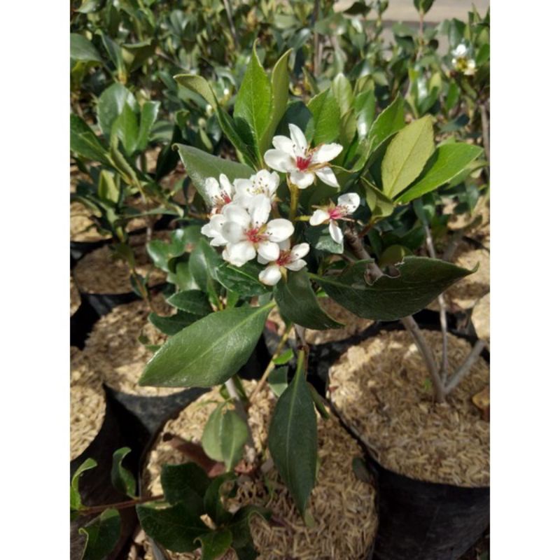 Jual tanaman hias bunga Alba bunga warna putih pink keadaan rimbun dan ...