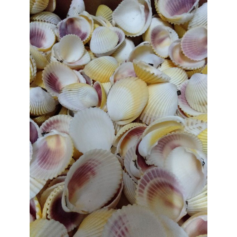Jual CANGKANG KERANG DARA KUNING KERANG KEPAH ISI 100gr | Shopee Indonesia