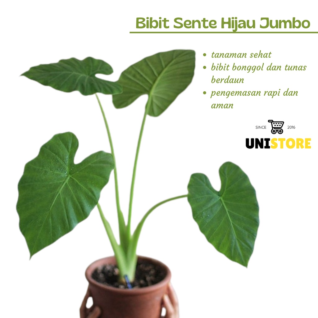 Jual Bibit tanaman hias talas hutan talas hias sente hijau daun ...