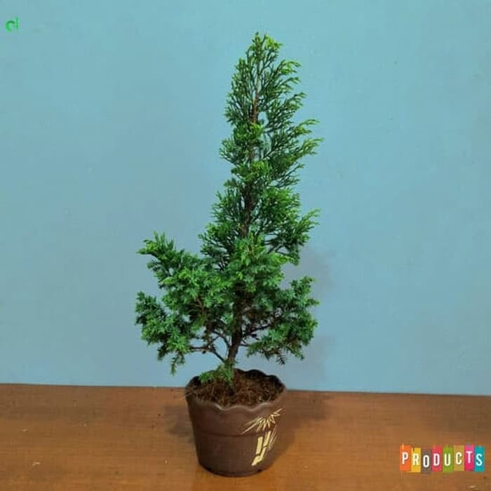 Jual Tanaman Cemara pua-pua piramid / juniperus torulosa | Shopee Indonesia