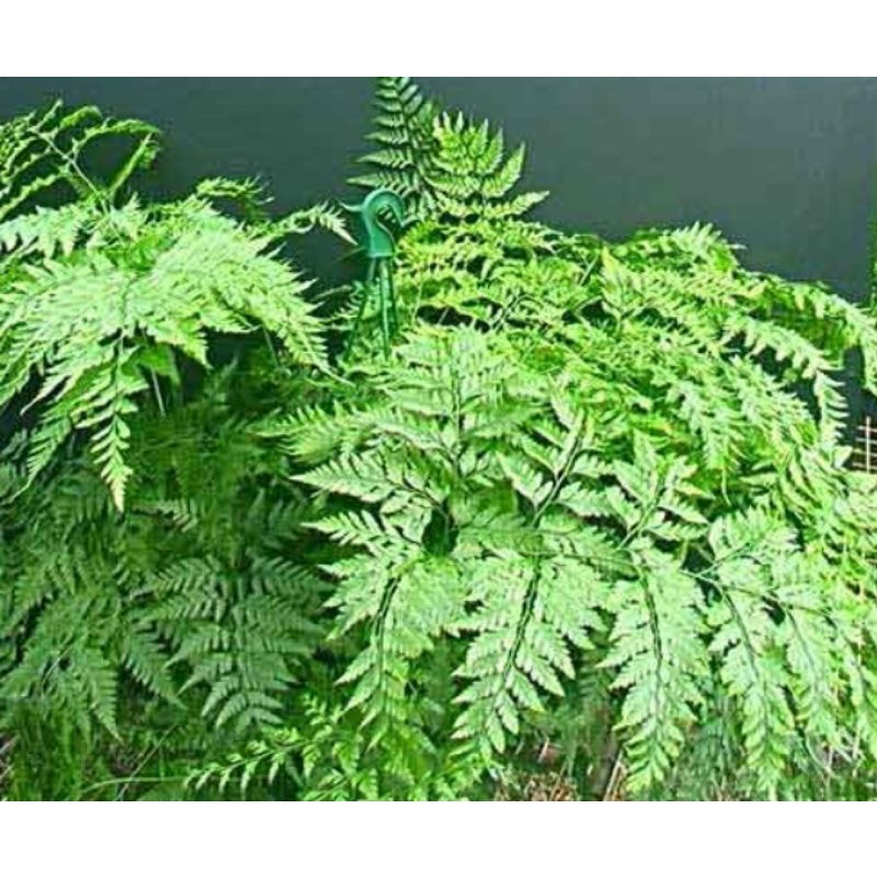 Jual TANAMAN HIAS PAKIS DAVELLIA DENTICULATA /PAKU-PAKUAN Indonesia ...