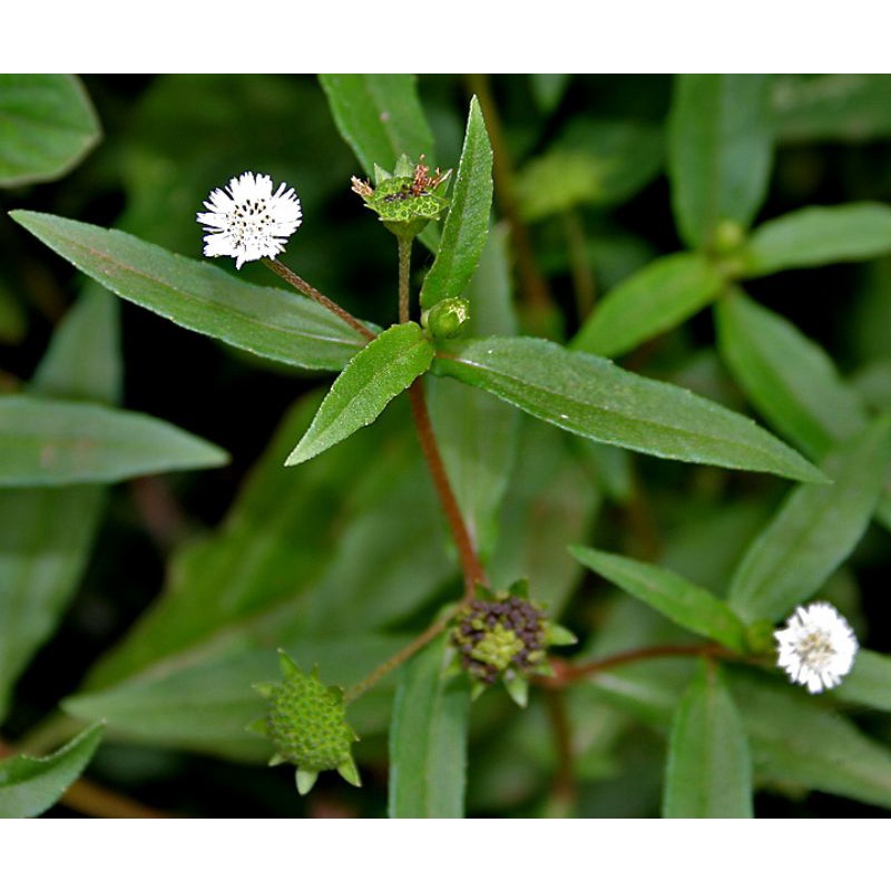Jual Daun Urang-Aring segar 40 lembar/ Eclipta prostrata Penyubur ...