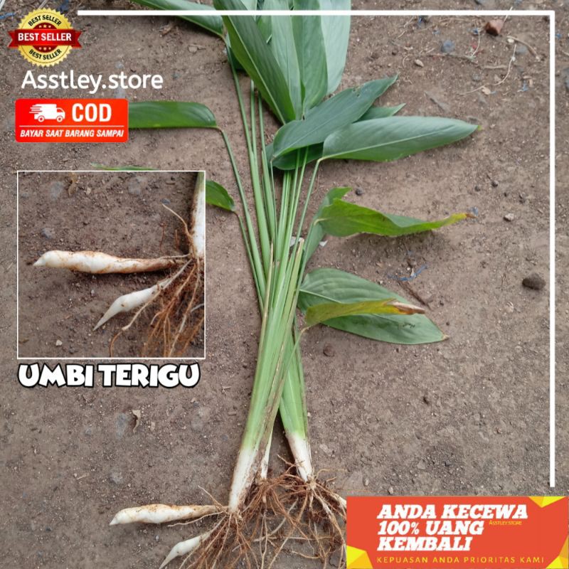 Jual Bibit Umbi Garut Sagu Patat Terigu Dewasa Siap Tanam | Shopee ...