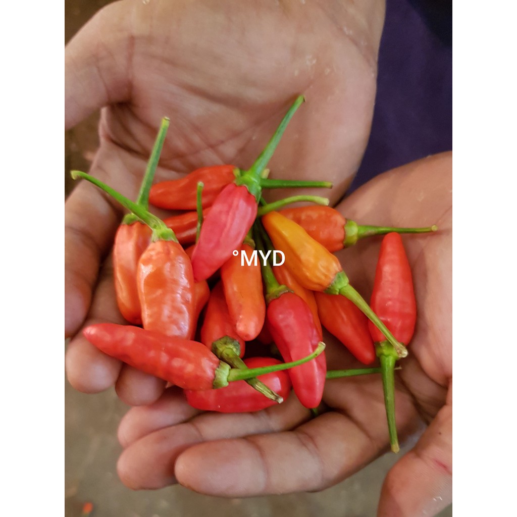 Jual [Bumi Mart]Cabai Rawit Merah l 1 KG | 500 GR | Segar | Cabai Rawit ...