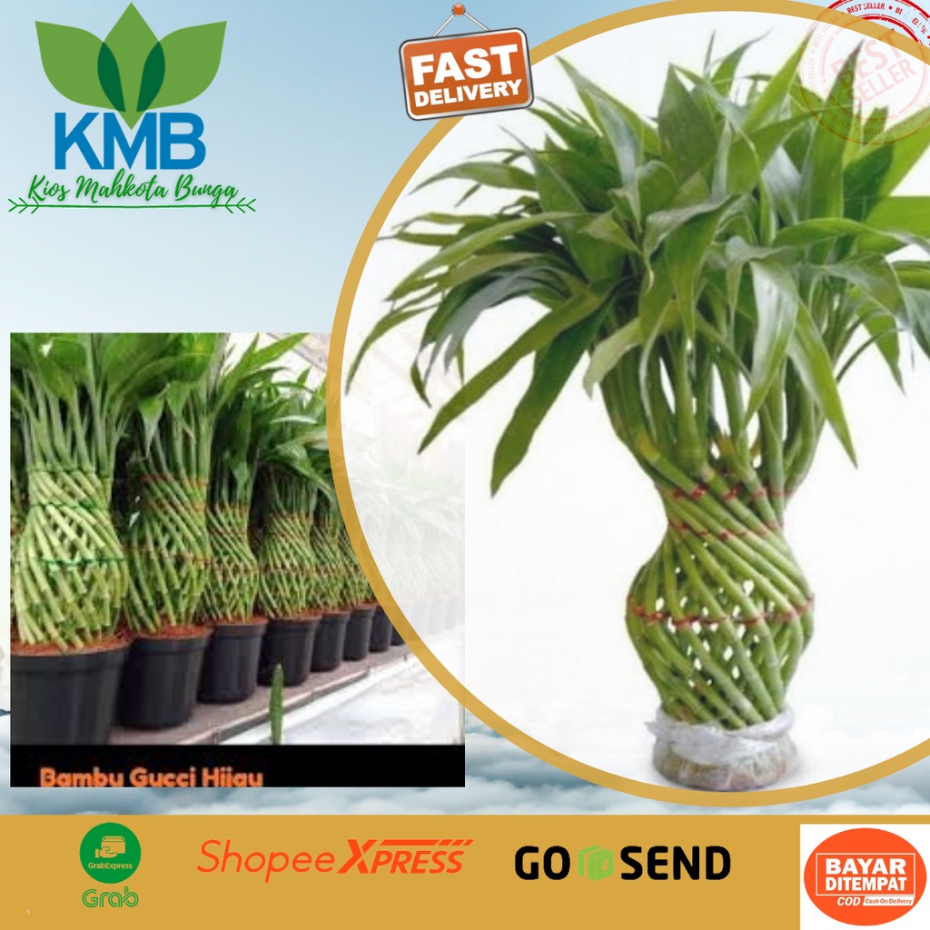 Jual Bambu Hoki Tanaman Hias - Bambu Hoki Sri Rejeki (Guci Hijau ...