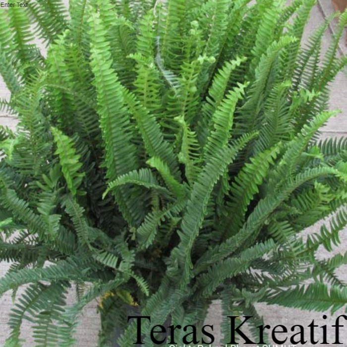 Jual Kimberly Queen Fern#Pakis Hutan#Tanaman Paku Unik ; Bunga ...