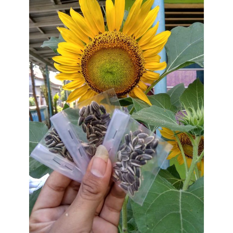 Jual Bibit bunga matahari siap tanam | Shopee Indonesia