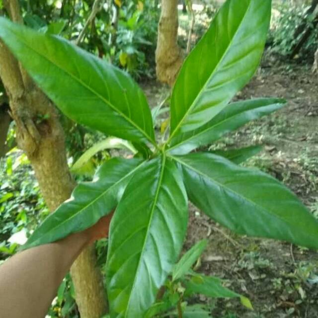 Daun Mengkudu Segar isi 50 Lembar | Shopee Indonesia