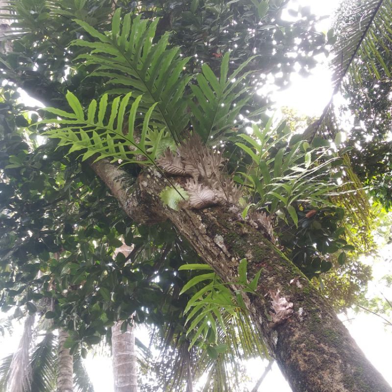 Jual kadaka ekor naga besar kadaka jari Aglaomorpha quercifolia ...