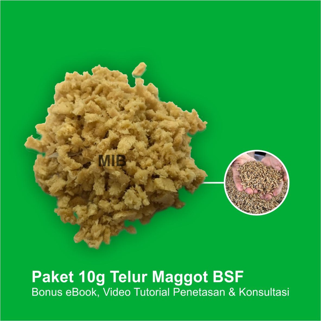 Jual Paket 10 Gram Telur Maggot Bibit Lalat BSF 95% Menetas | Shopee ...