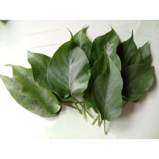 Jual Daun Simbukan segar, daun kentut | Shopee Indonesia