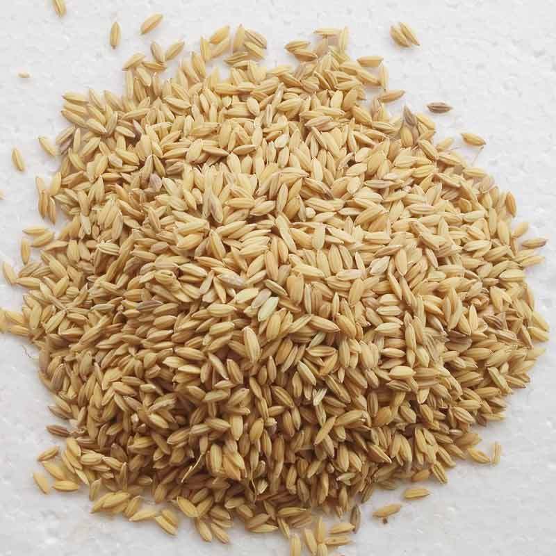 Jual VICTORY SEED 100 Benih Biji Gabah Padi Beras Cokelat Merah Oryza ...