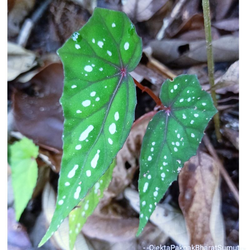 Jual Begonia Polkadot Sp Simsim Begonia Coccenia Forest Bintik Putih ...