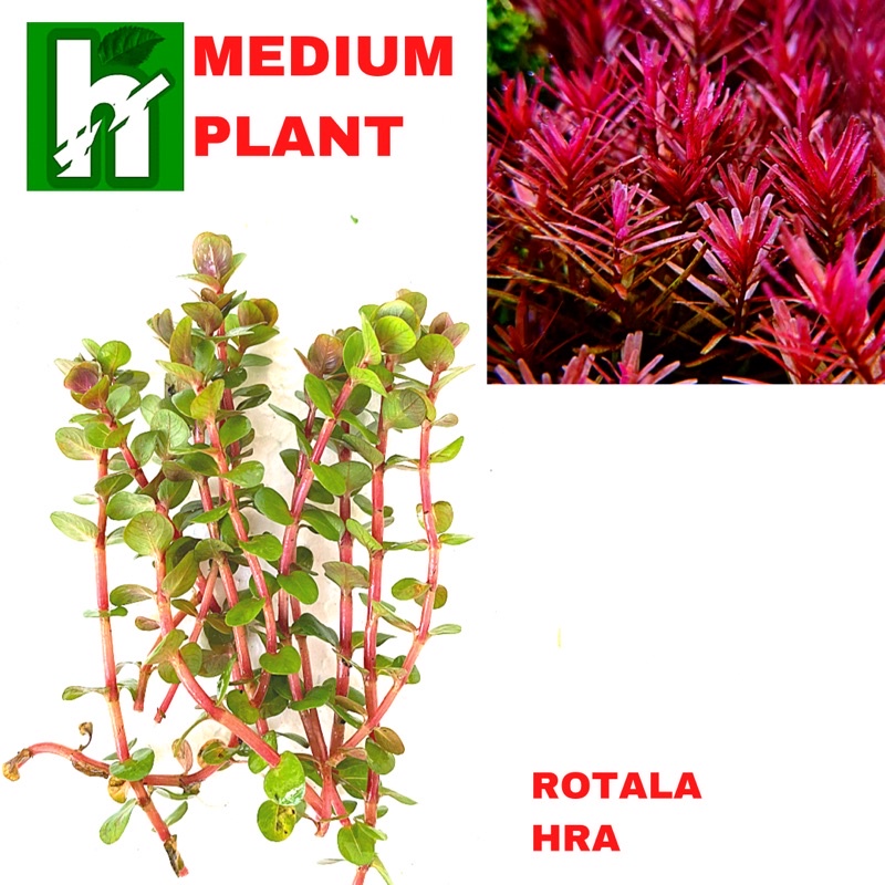 Jual Rotala Hra sp vietnam - tanaman aquascape | Shopee Indonesia