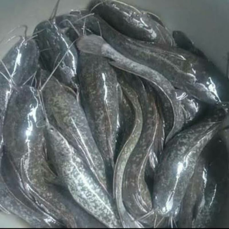 Jual ikan lele segar hidup 1 kg 20000 | Shopee Indonesia