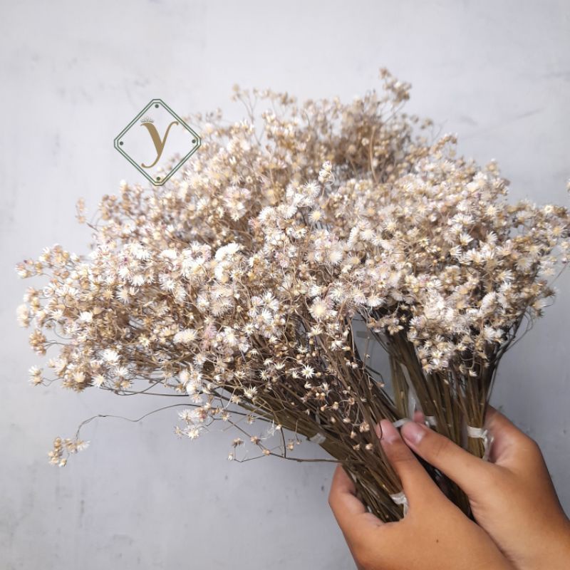 Jual [1 Ikat] Baby Breath Lokal/Trinil/Dry Flower Aesthetic/bunga ...
