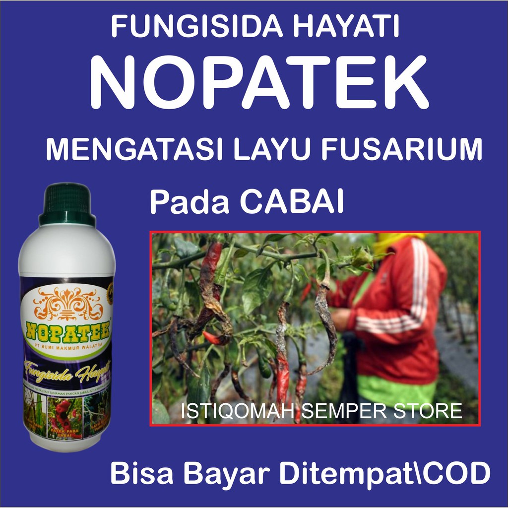 Jual Fungisida Hayati Obat Hama NOPATEK Mengatasi LAYU FUSARIUM Pada Tanaman Cabe, Terlaris ...
