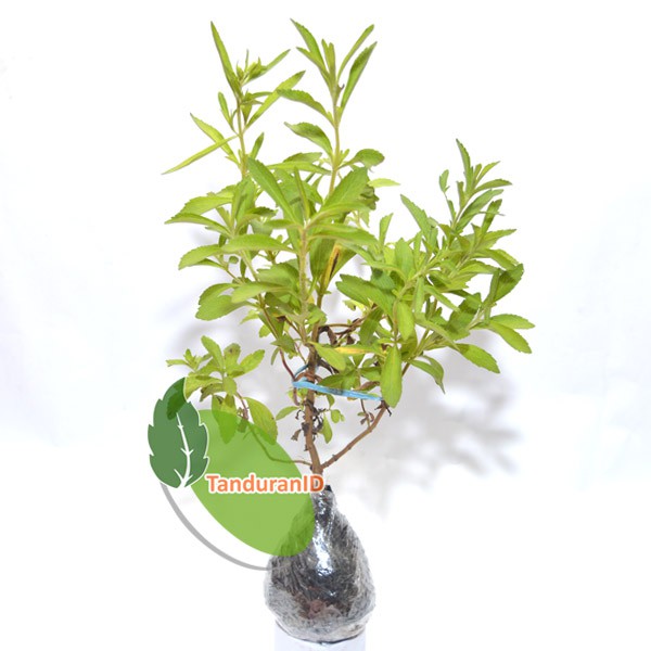 Jual Tanaman Obat Stevia ( Daun Manis ) Indonesia|Shopee Indonesia