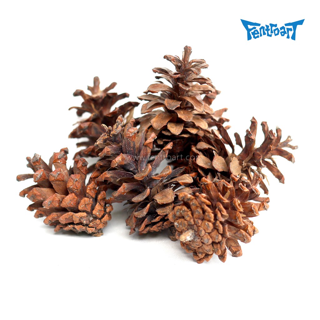 Jual Bunga pinus natural / bunga kering rustik / dried rustic flower ...