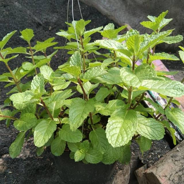 Jual Tanaman Mint Bibit Tanaman Spearmint Mentha Tanaman Daun Mint ...