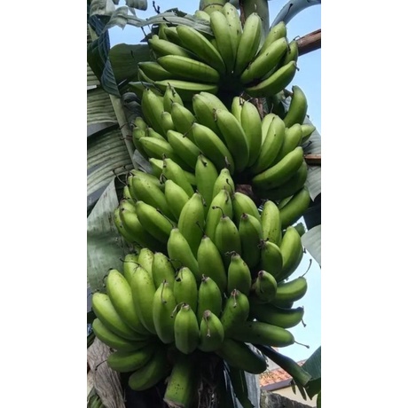 Jual Bibit pisang raja sereh / raja palembang / kawesto / pisang susu ...