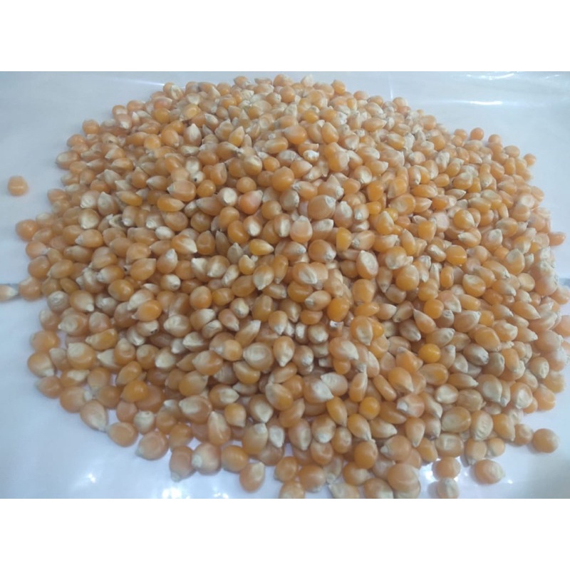 Jual jagung popcorn manis / biji jagung manis mentah premium 1kg ...