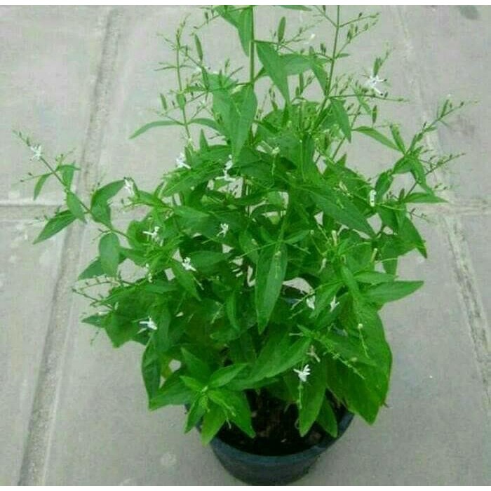 Jual Bibit Tanaman Herbal Pohon Sambiloto (king of bitters) | Shopee ...