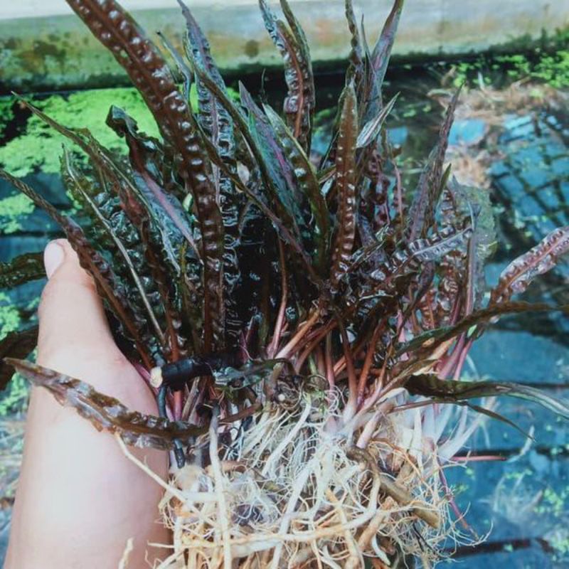 Jual Cryptocoryne Balansae Tanaman aquascape aquarium | Shopee Indonesia
