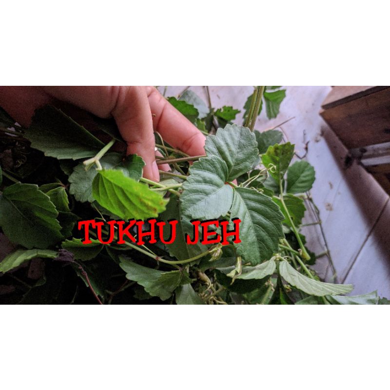 Jual DAUN GALING Cayratia trifolia BASAH/SEGAR | Shopee Indonesia