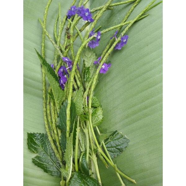 Jual bunga pecut kuda segar 1kg | Shopee Indonesia