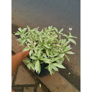 Jual Tanaman sabrina putih, melati jepang mini, sabrina hijau/ijo ...