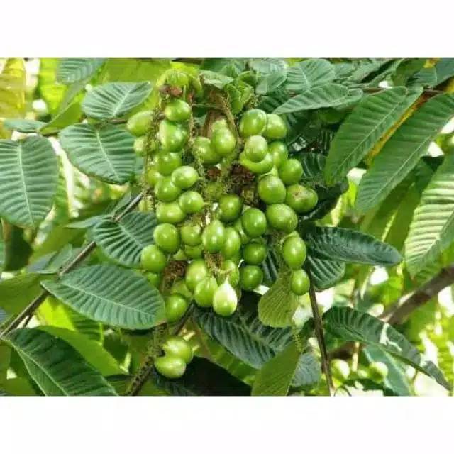 Jual Bibit Matoa tinggi 25-50cm | Shopee Indonesia