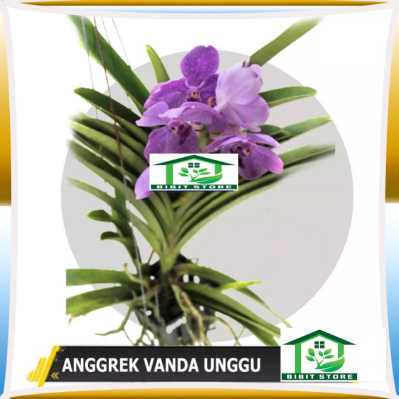 Jual Anggrek panda ungu dewsa siap berbunga Indonesia|Shopee Indonesia