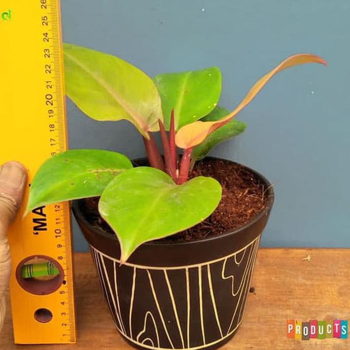 Jual Dapatkan Tanaman Philo Dendron Orange Juice / Philodendron Prince ...