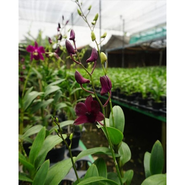 Jual anggrek dendrobium | Shopee Indonesia