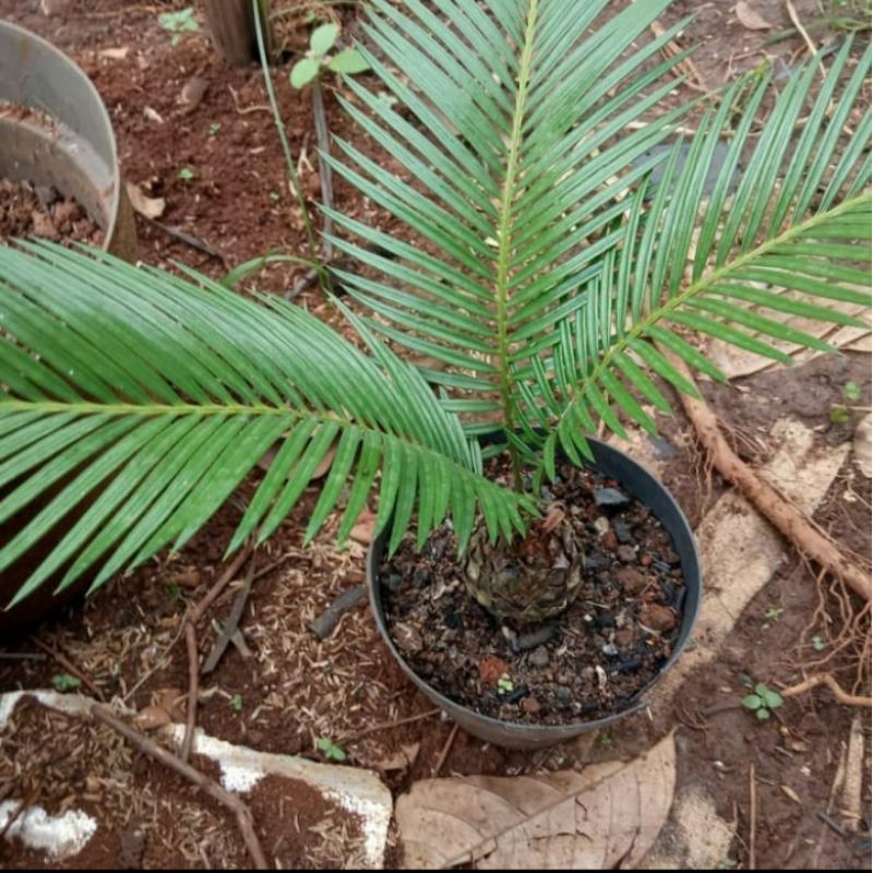 Jual jual Tanaman Hias Palem Sikas - Mawar Jambe ( Cycas Sp ) | Shopee ...