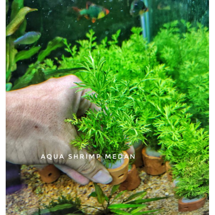 Jual water sprite/ pakis rawa / tanaman aquascape | Shopee Indonesia