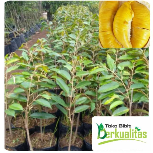 Jual Bibit durian bawor tinggi 50 cm | Shopee Indonesia